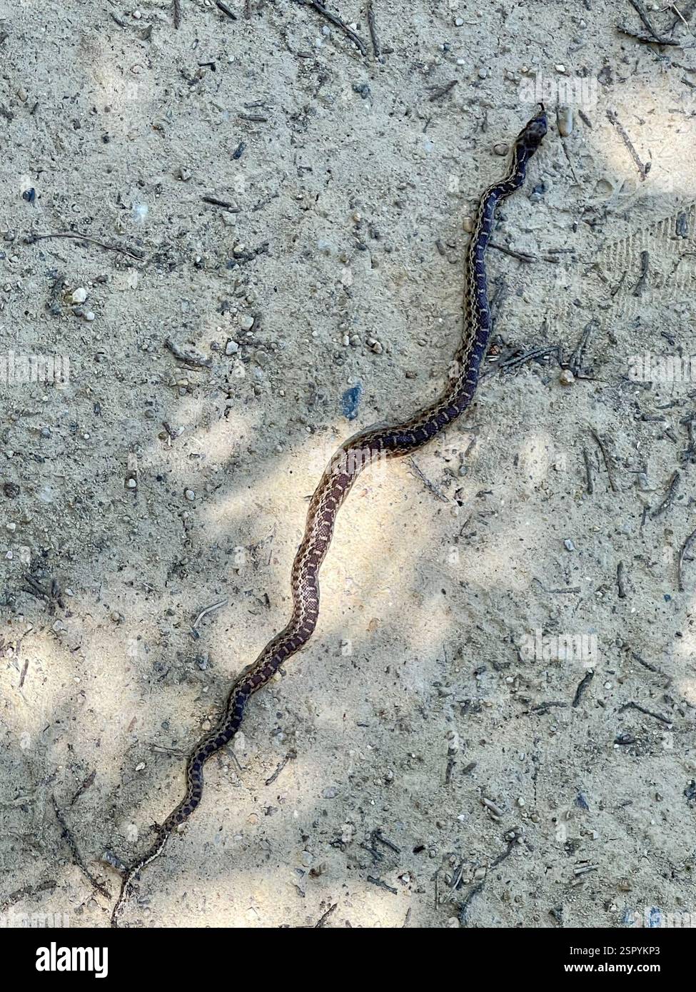 Pacific Gopher Snake (Pituophis catenifer catenifer), Reptilia, Old ...