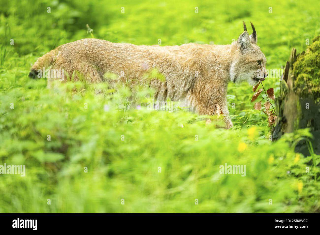 Eurasischer Luchse (Lynx Luchse) durch das Gras laufen, Bayern ...