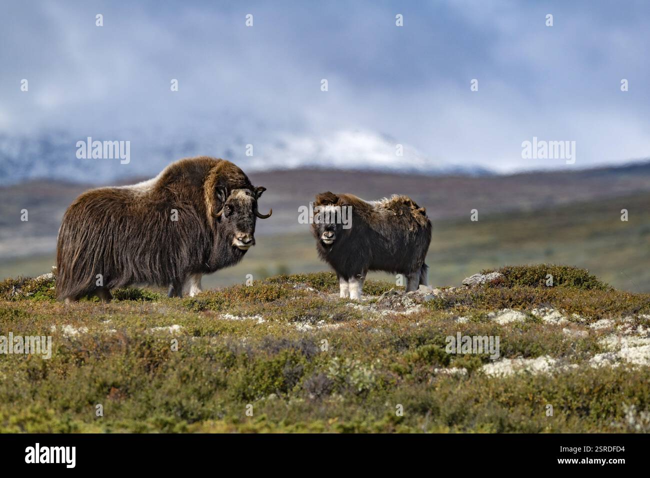 Rassen in skandinavien -Fotos und -Bildmaterial in hoher Auflösung – Alamy
