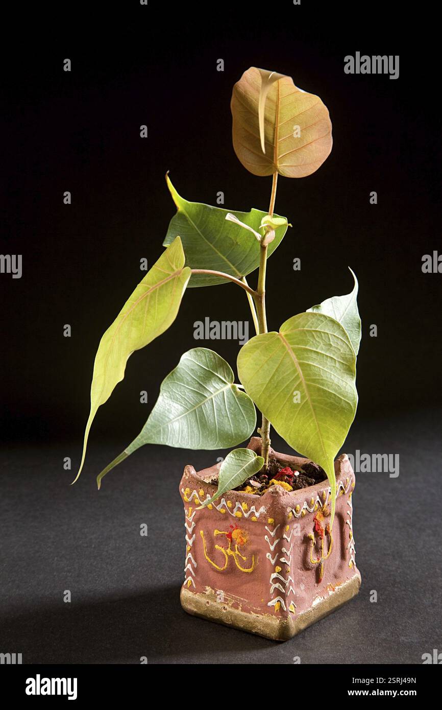 Lord vishnu india -Fotos und -Bildmaterial in hoher Auflösung – Alamy