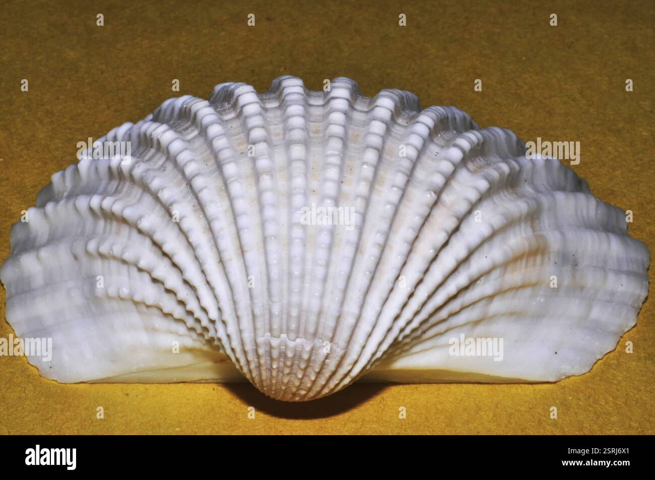 Cardium schalen -Fotos und -Bildmaterial in hoher Auflösung – Alamy