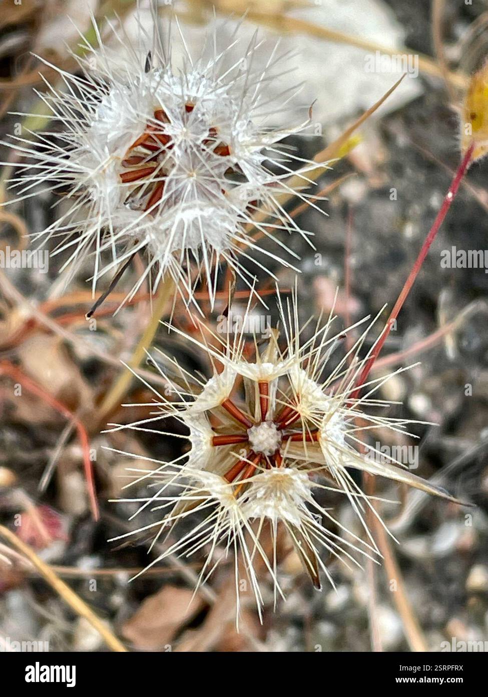 Glatte Katzenohren (Hypochaeris glabra), Plantae, Salinas, CA, USA, Vergleich zweier Pflanzen ...