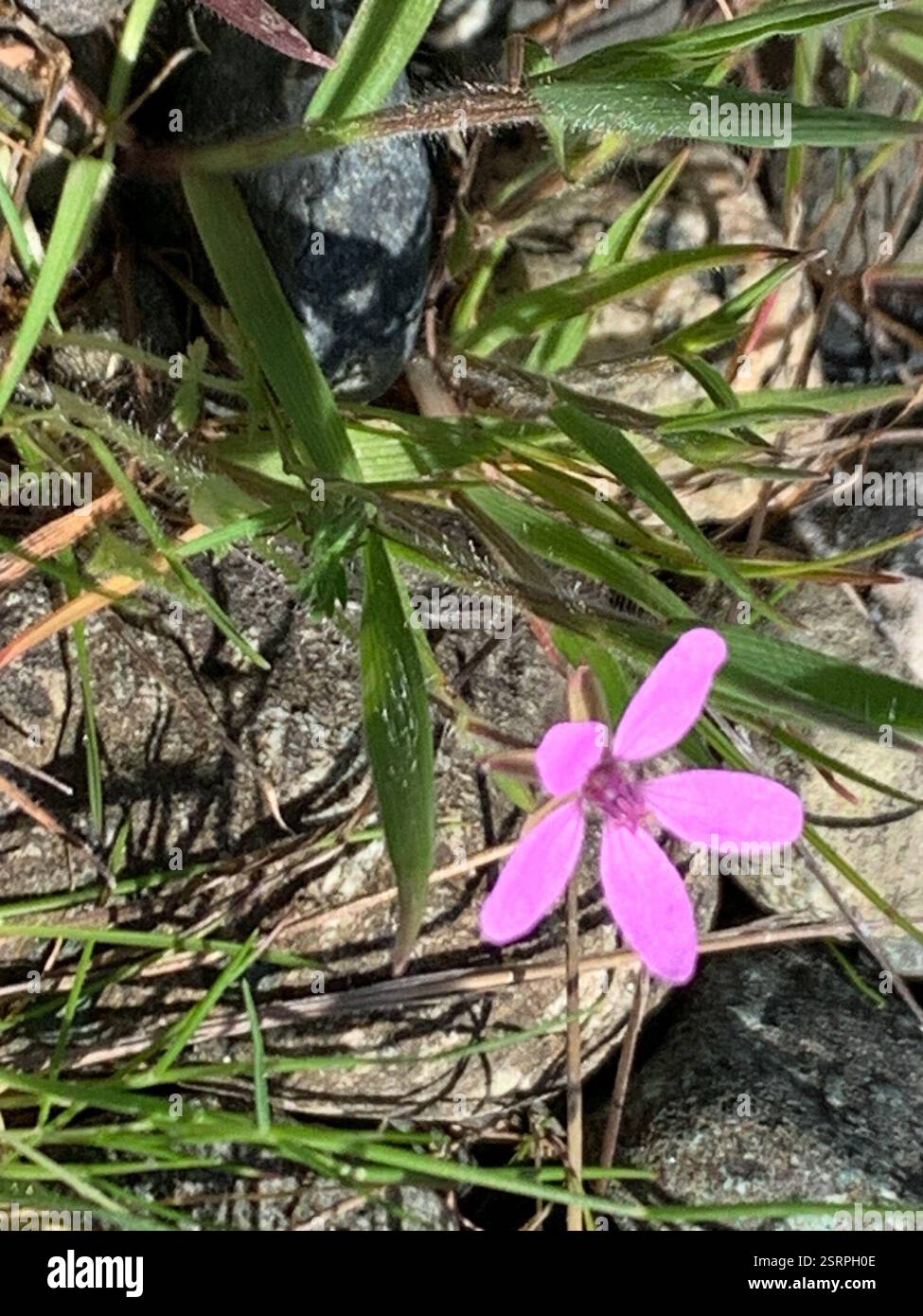 Redstem Stork's-Bill (Erodium cicutarium), Plantae, Salmon Point Resort ...