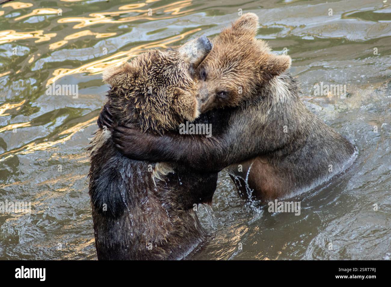 Kämpfende bären -Fotos und -Bildmaterial in hoher Auflösung – Alamy