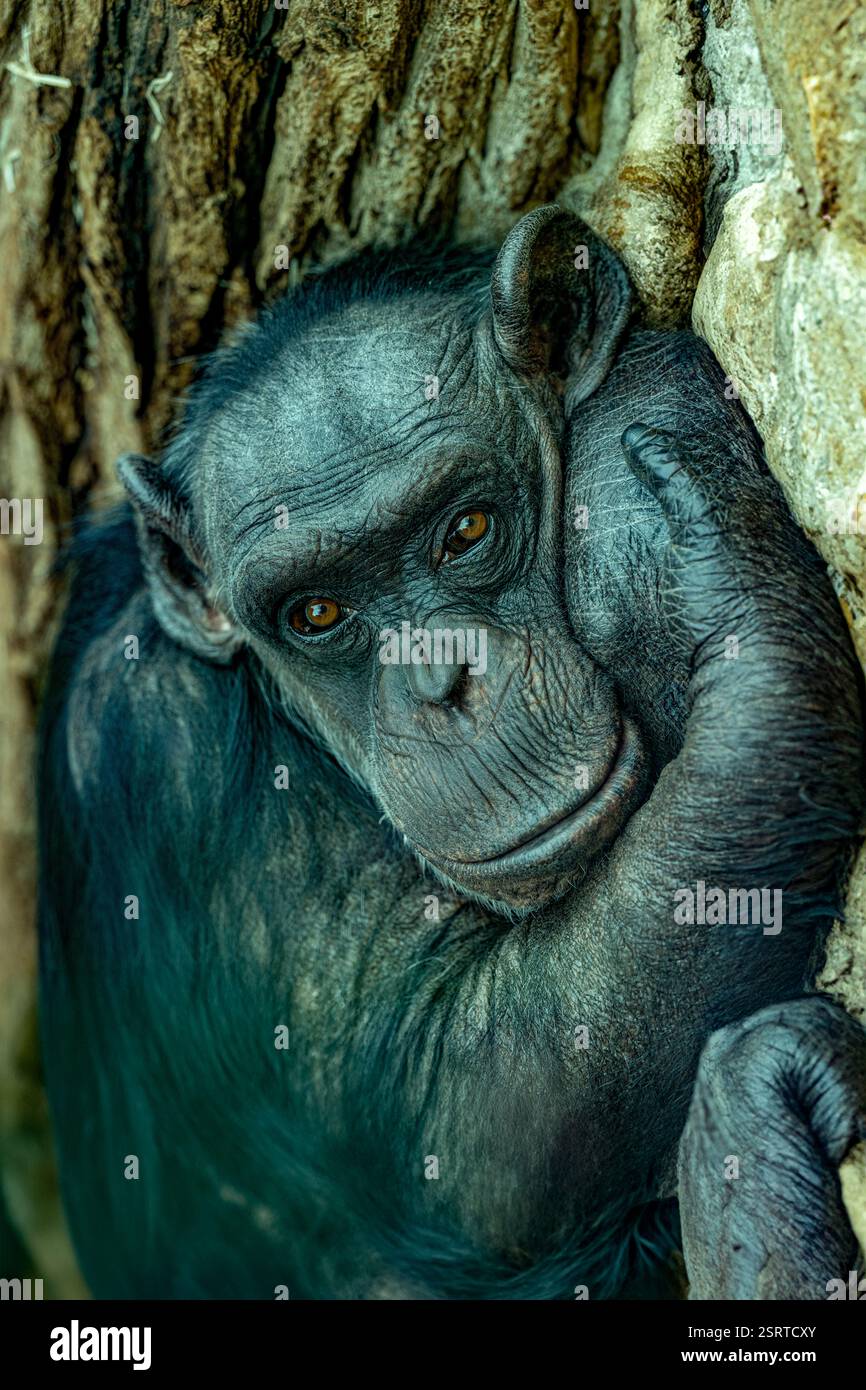 Frau mit jungen pan paniscus bonobo -Fotos und -Bildmaterial in hoher ...