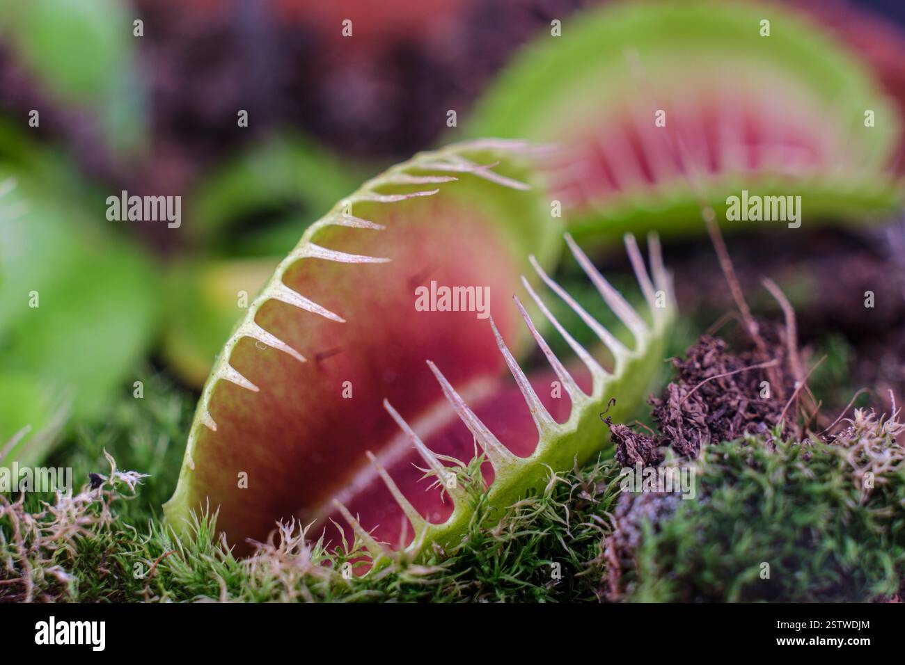 Kühne pflanze -Fotos und -Bildmaterial in hoher Auflösung – Alamy