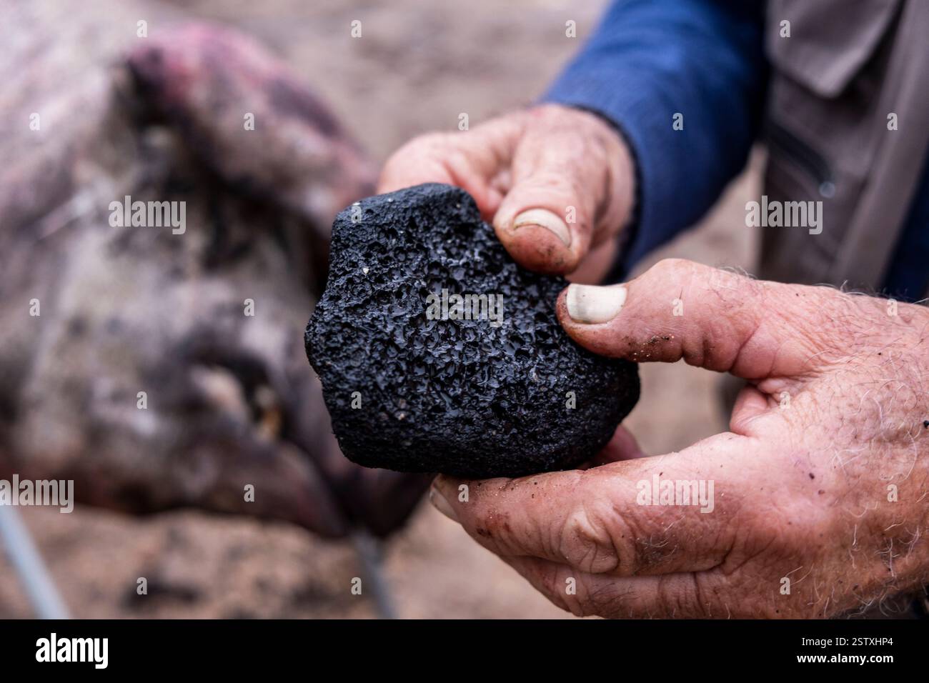 Vulkanische tiere -Fotos und -Bildmaterial in hoher Auflösung – Alamy