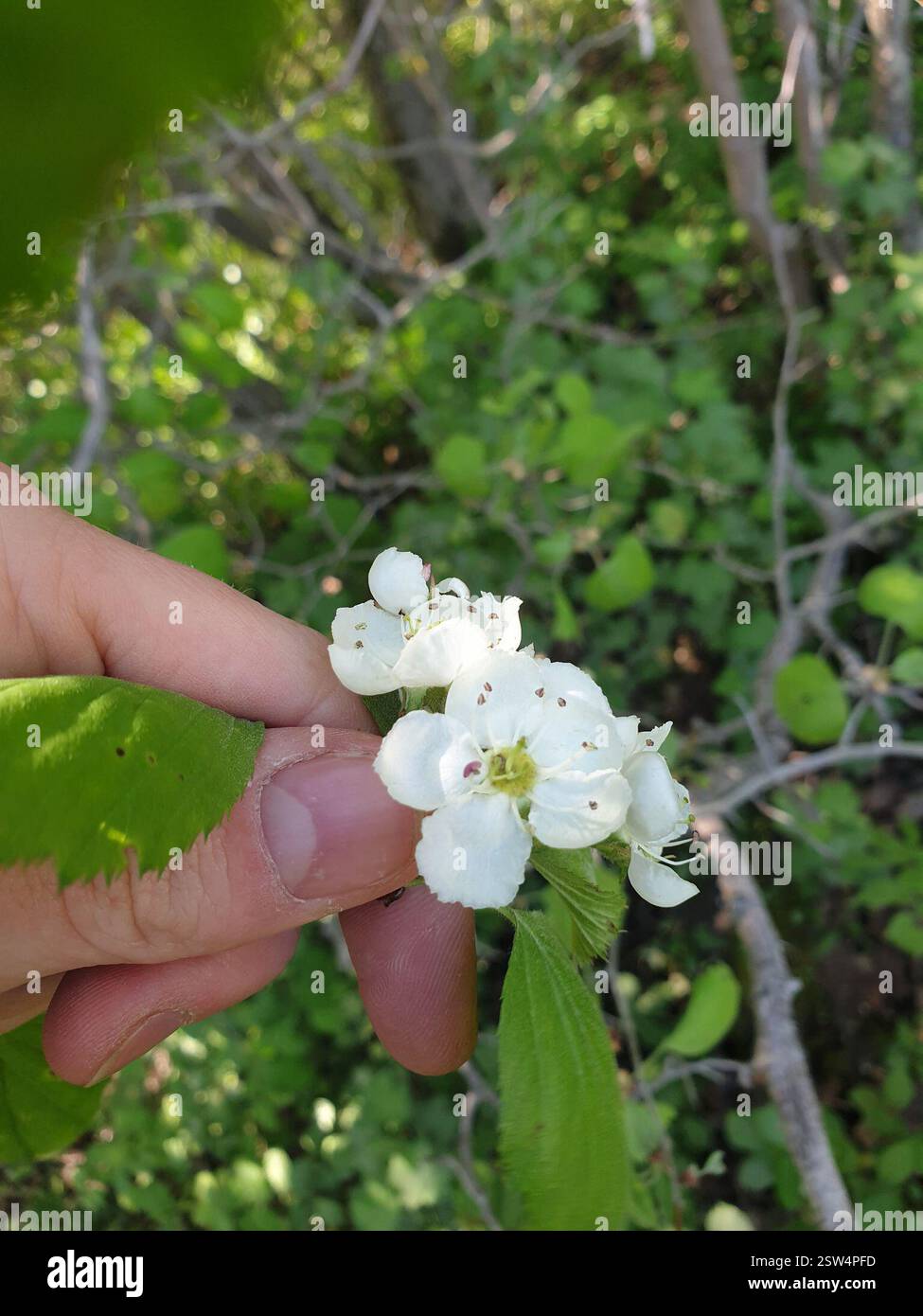 Pringle's Hawthorn (Crataegus coccinea pringlei), Plantae, comté de ...