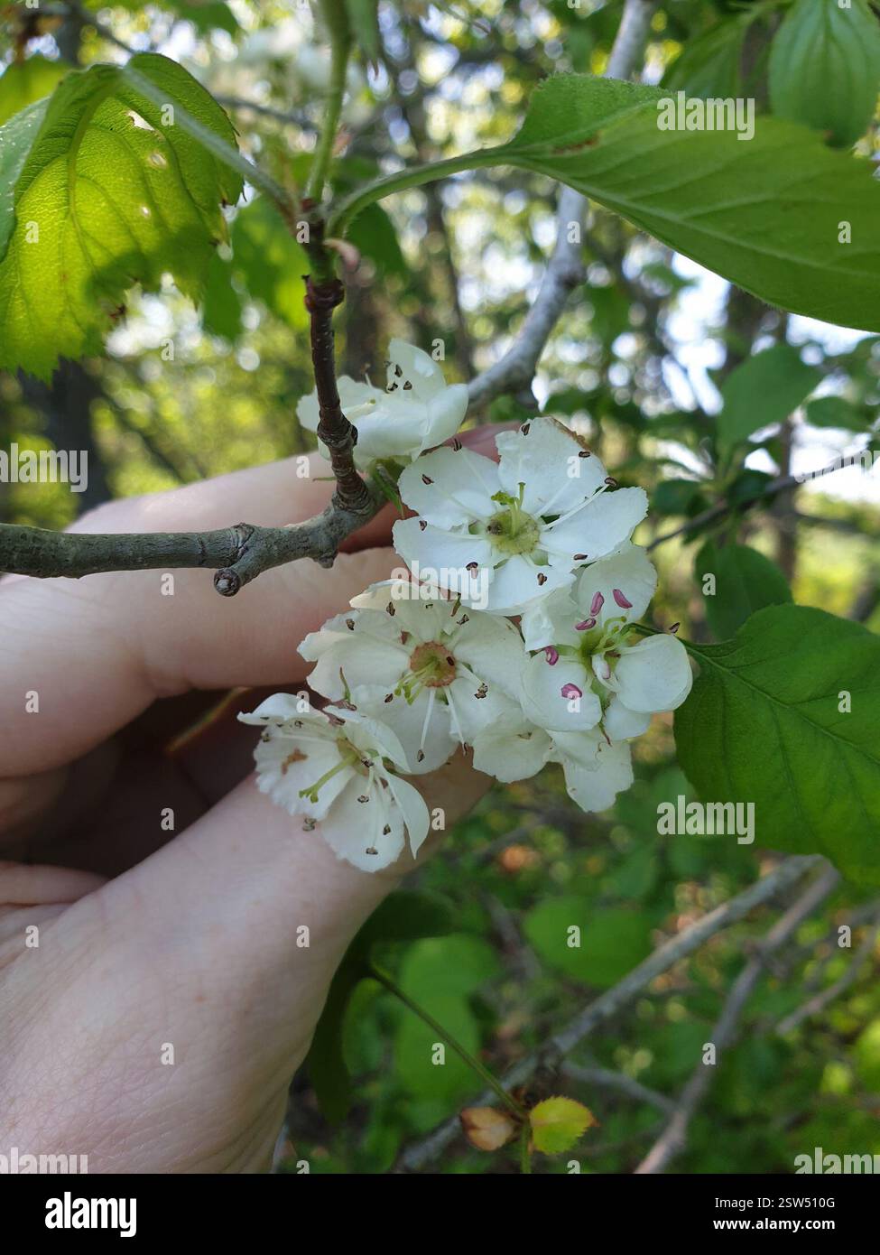 Pringle's Hawthorn (Crataegus coccinea pringlei), Plantae, comté de ...