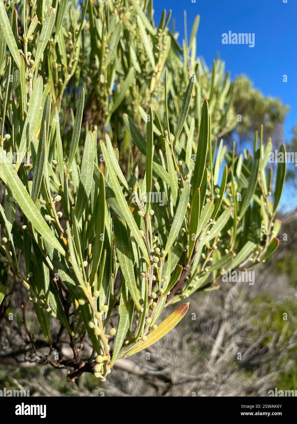 Acacia stricta -Fotos und -Bildmaterial in hoher Auflösung – Alamy
