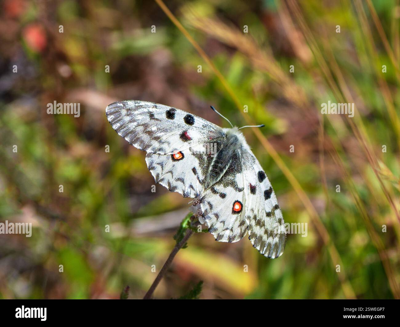 Parnassius nomion -Fotos und -Bildmaterial in hoher Auflösung – Alamy