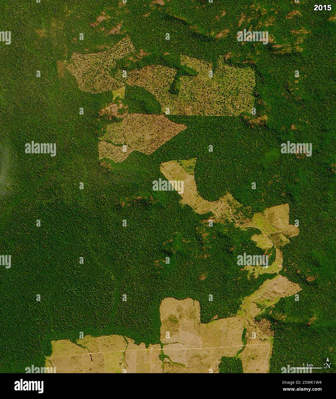 Satellitenbilder von großflächiger Entwaldung in einem Ranchgebiet in ...