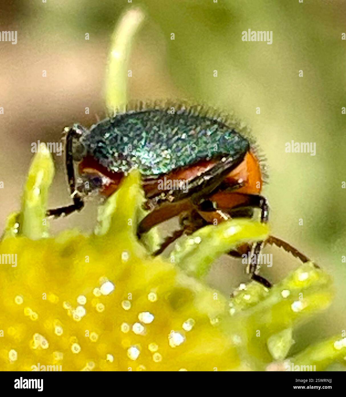Melyrid (Collops bipunctatus), Insecta, Earthship Way, Taos, NM, US ...