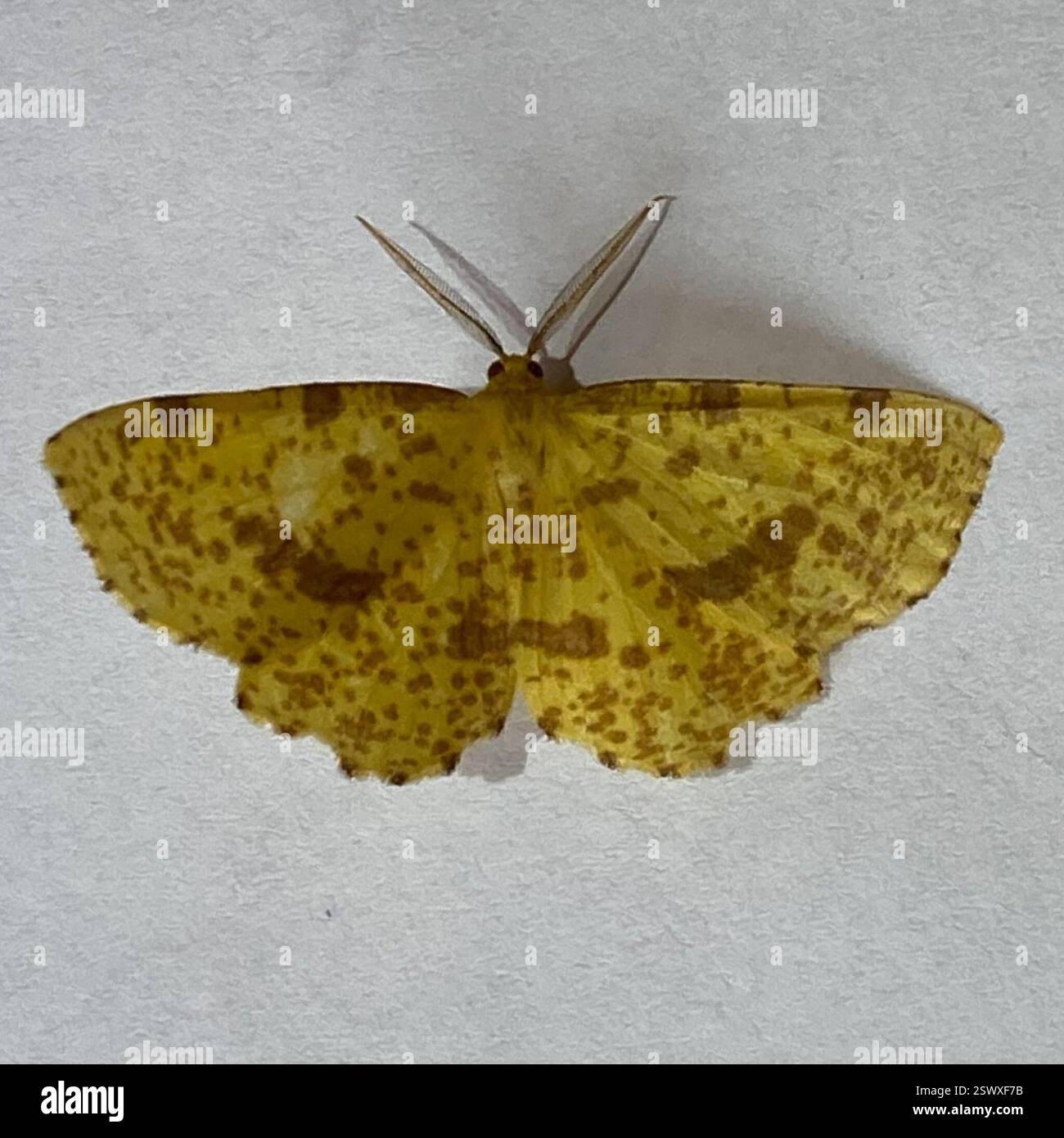 Xanthotype sospeta -Fotos und -Bildmaterial in hoher Auflösung – Alamy