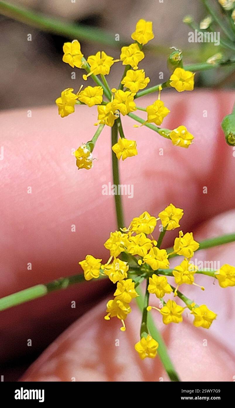 Christina wyeth -Fotos und -Bildmaterial in hoher Auflösung – Alamy