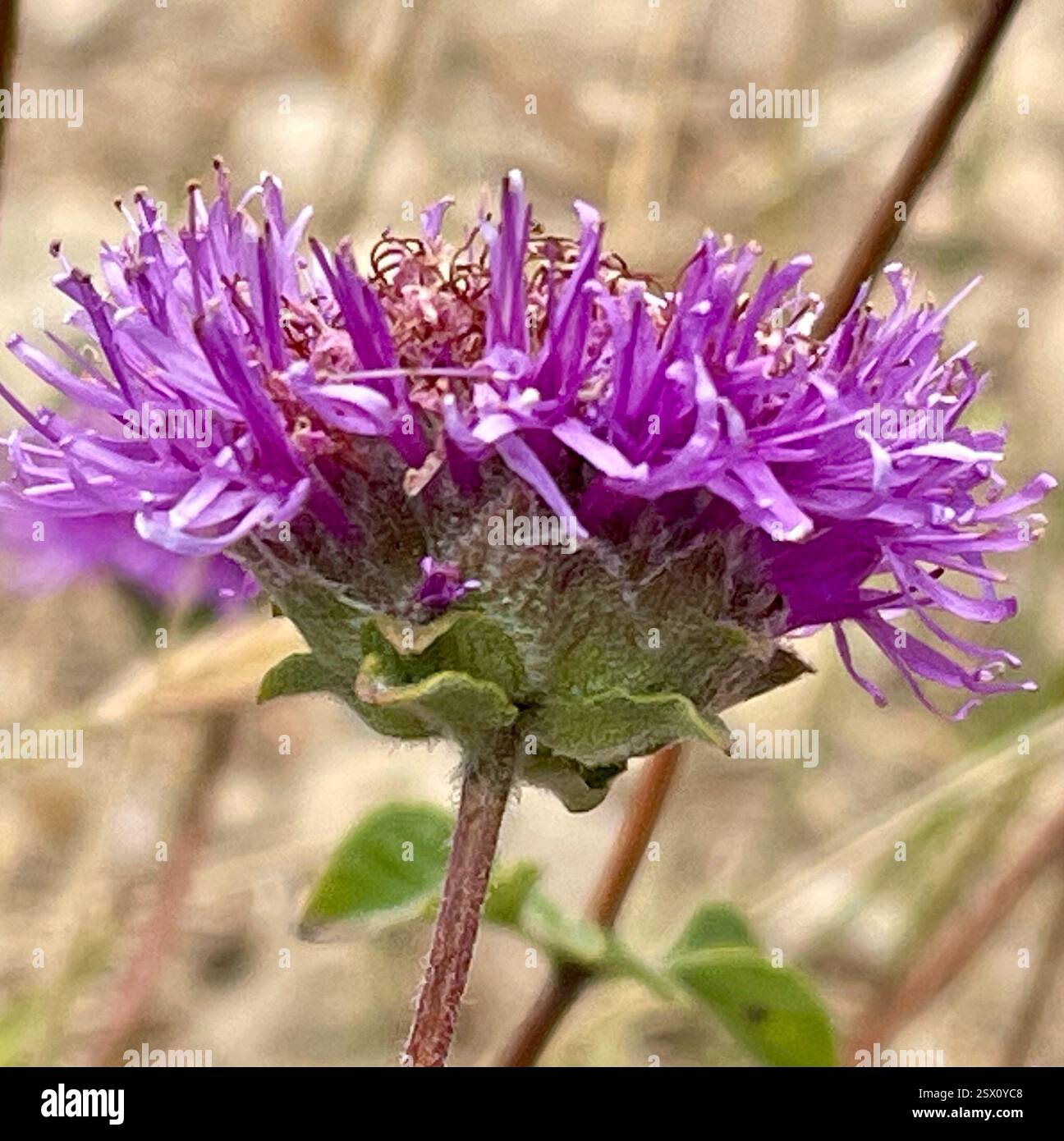 Coyote Mint (Monardella villosa), Plantae, Los Padres National Forest ...