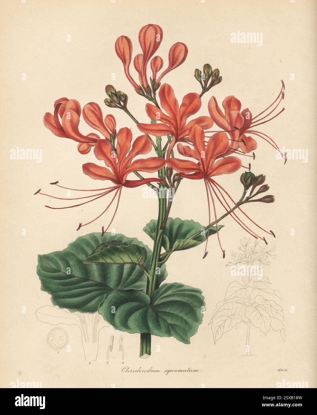 Clerodendrum japonicum var japonicum -Fotos und -Bildmaterial in hoher ...