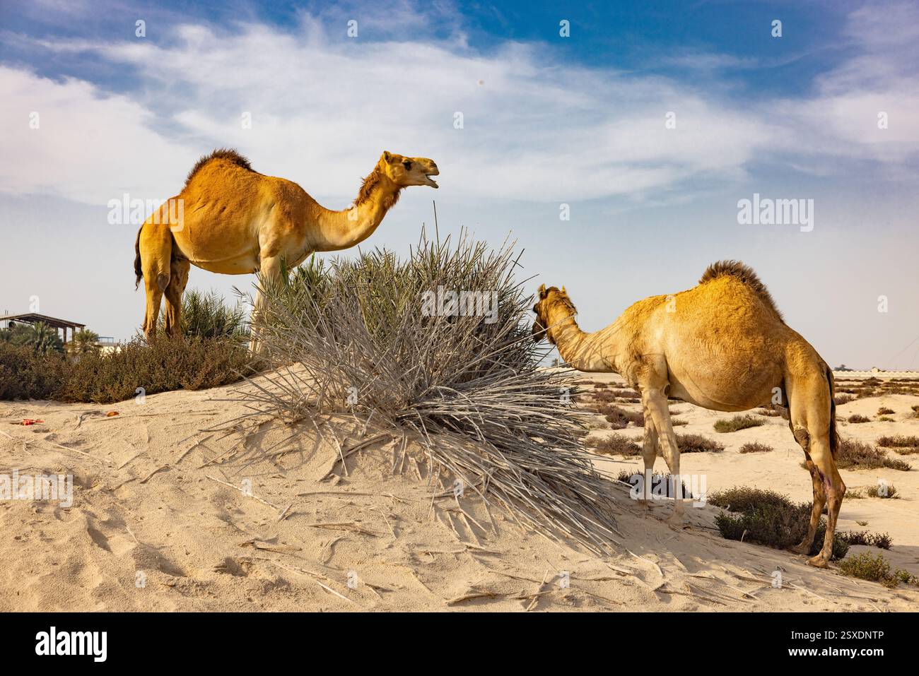 Umm Bab Beach - Palm Tree Beach Doha Katar 24-02-2025 Stockfotografie ...