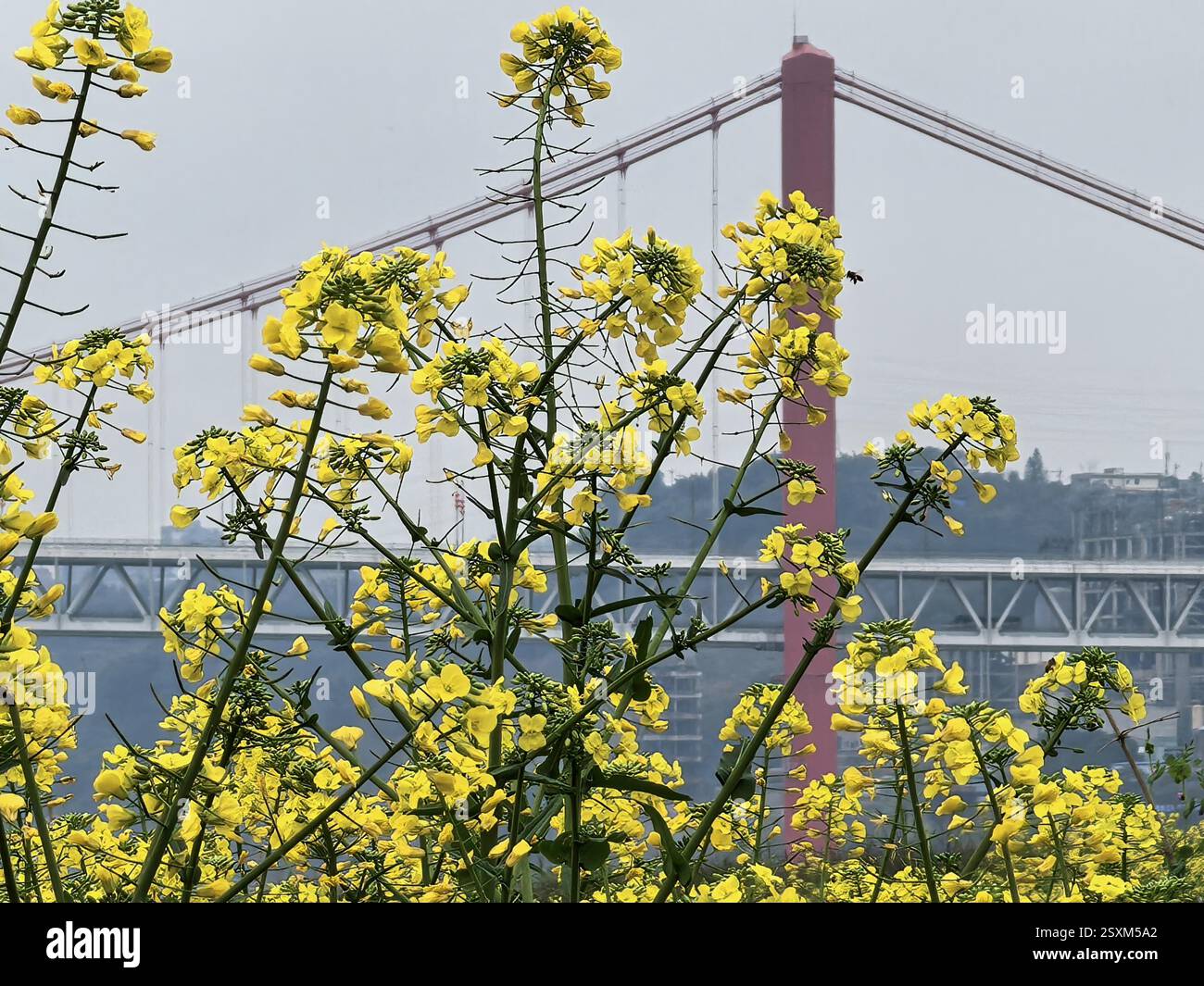 Cole flowers burst into bloom in Luzhou City, southwest China's Sichuan ...