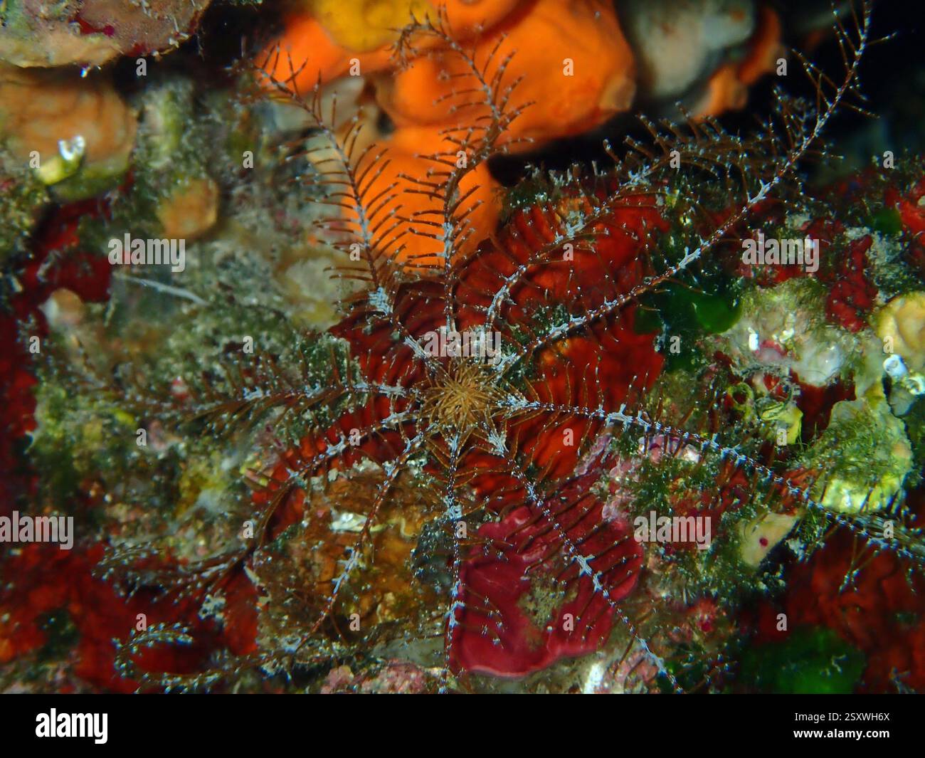 Tauchen in der adria -Fotos und -Bildmaterial in hoher Auflösung – Alamy