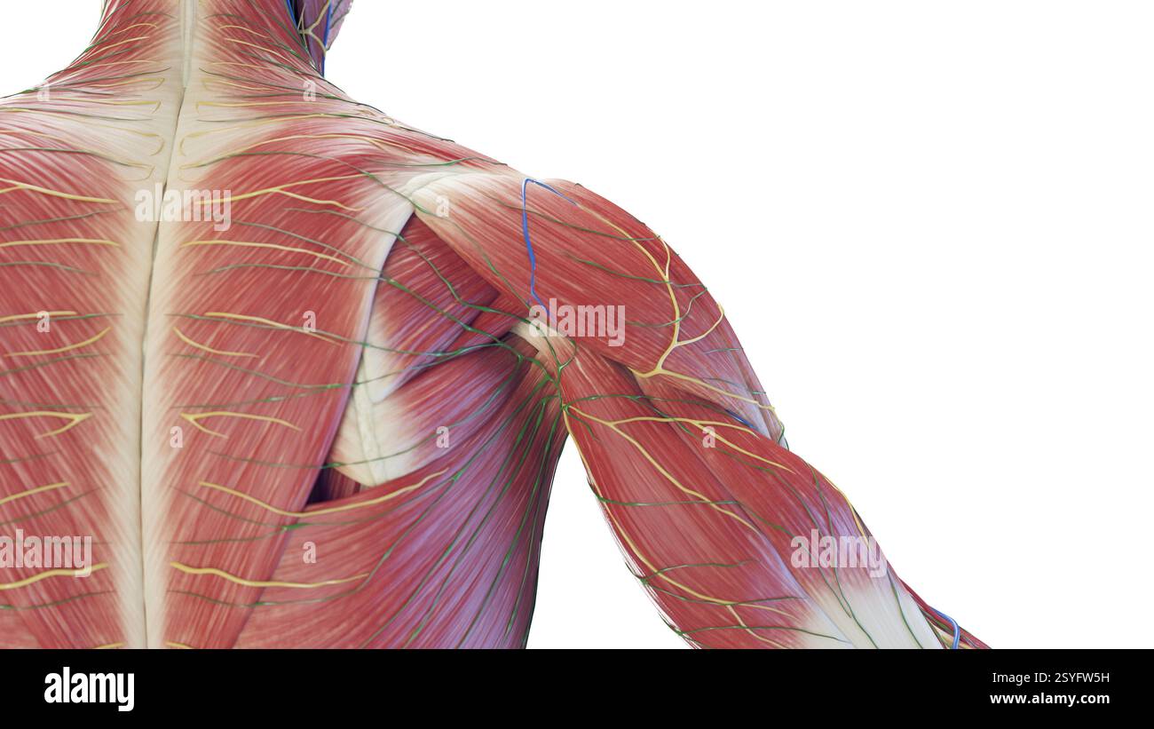 Muscle anatomie -Fotos und -Bildmaterial in hoher Auflösung – Alamy