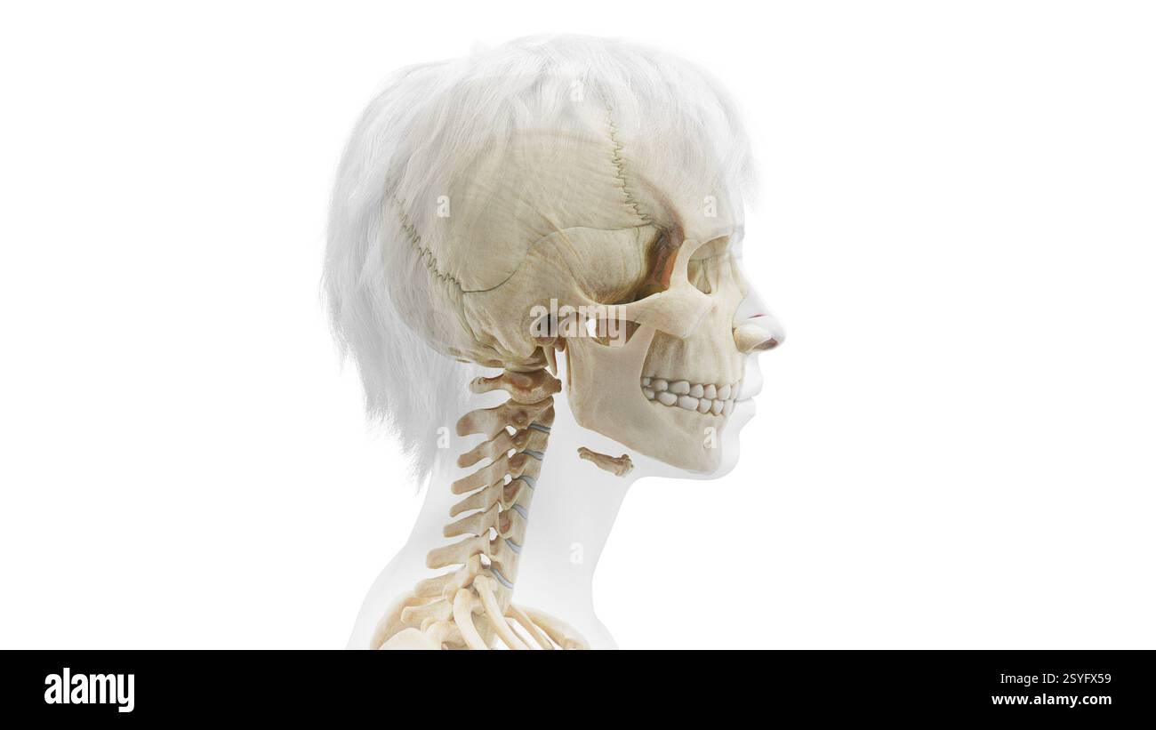 Bones of the head -Fotos und -Bildmaterial in hoher Auflösung – Alamy