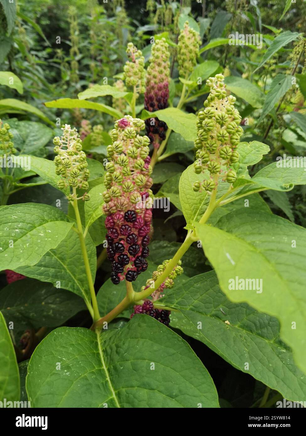 Indischer Kicherfisch (Phytolacca acinosa), Plantae, Northeim, DE-NI ...