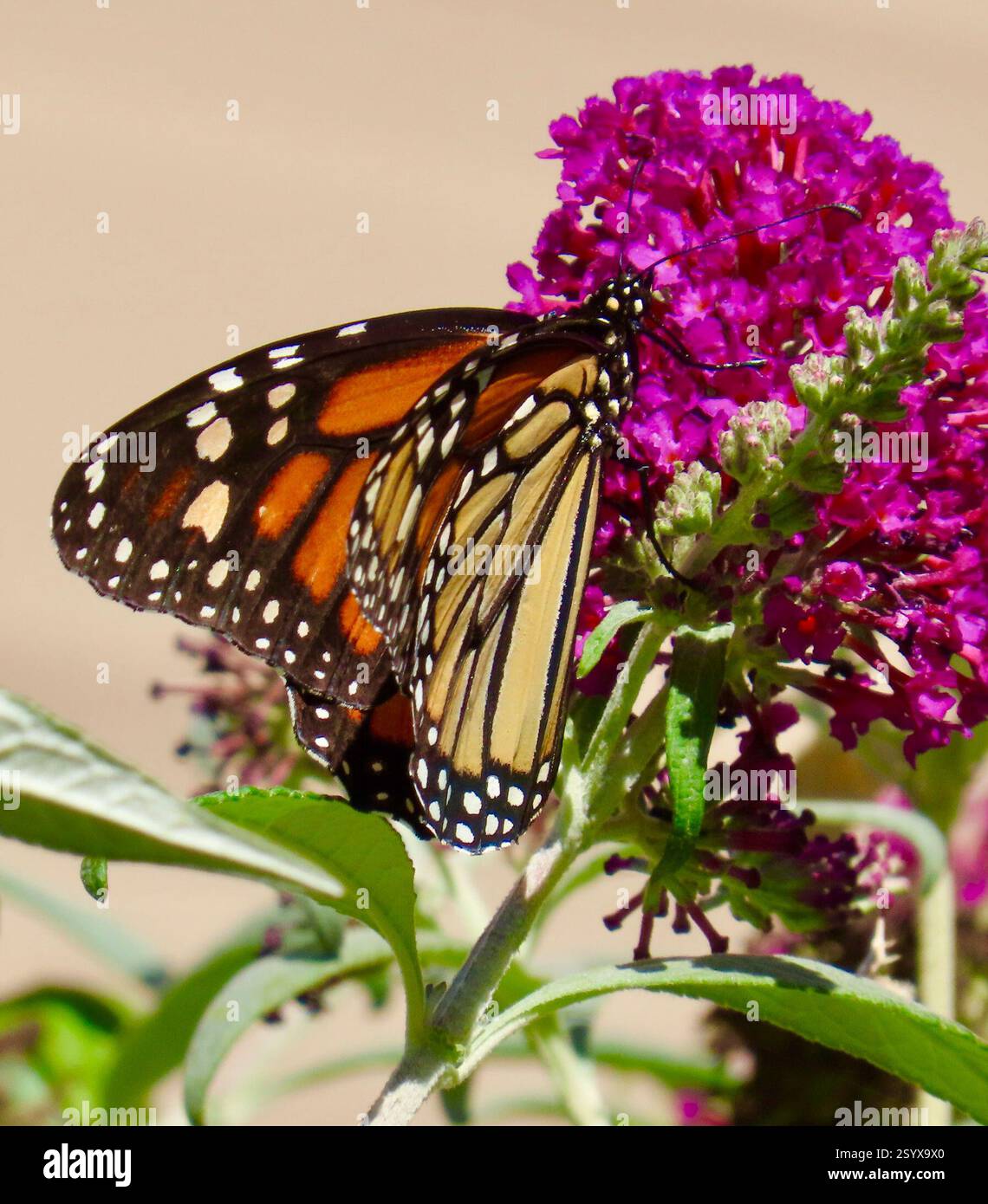 Monarch (Danaus plexippus), Insecta, Country Park Rd, Salinas, CA, US ...
