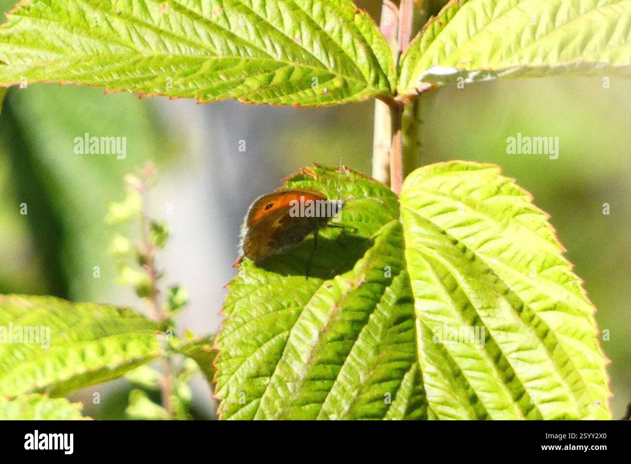 St pamphilus -Fotos und -Bildmaterial in hoher Auflösung – Alamy