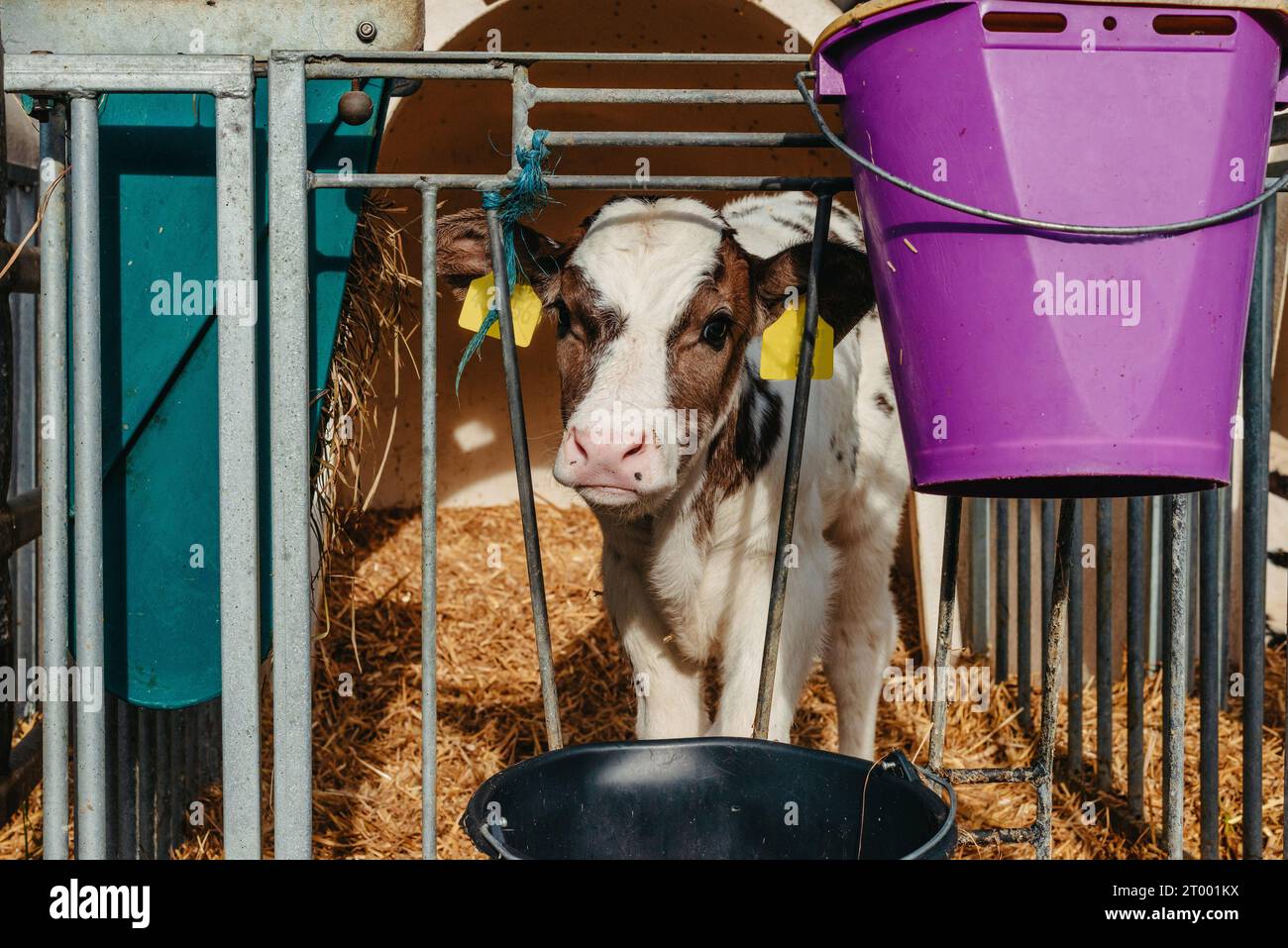 Gelbe ohrmarken landwirtschaftlich -Fotos und -Bildmaterial in hoher ...