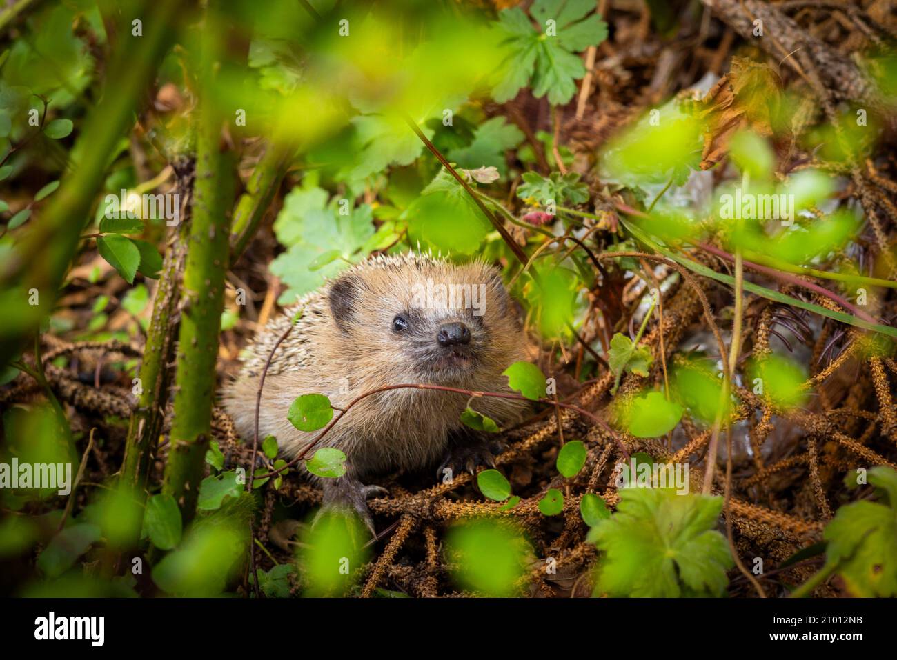 Jungigel Igel im Wohnumfeld von Menschen. Ein naturnaher Garten ist ein guter Lebensraum für ...