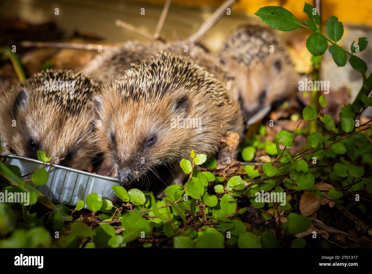 Jungigel Igel im Wohnumfeld von Menschen. Ein naturnaher Garten ist ein guter Lebensraum für ...