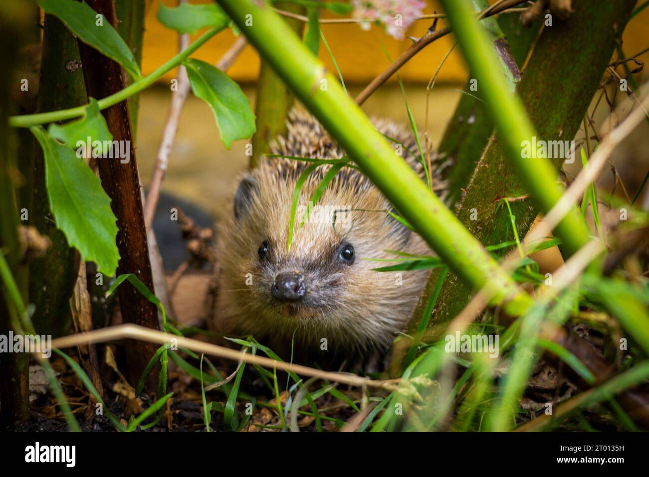 Jungigel Igel im Wohnumfeld von Menschen. Ein naturnaher Garten ist ein guter Lebensraum für ...