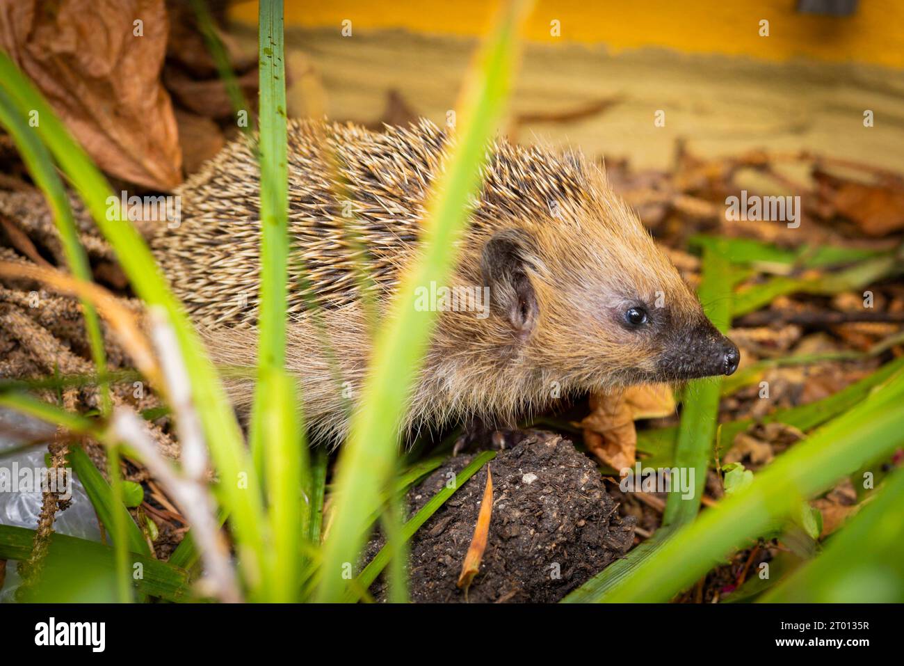 Jungigel Igel im Wohnumfeld von Menschen. Ein naturnaher Garten ist ein guter Lebensraum für ...