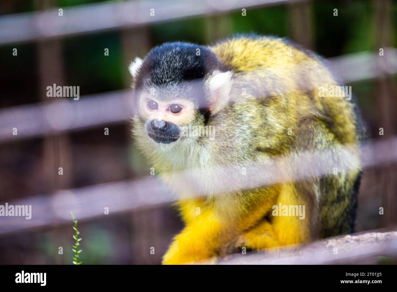 Der bolivianische Eichhörnchenaffe (Saimiri boliviensis) ist ein ...