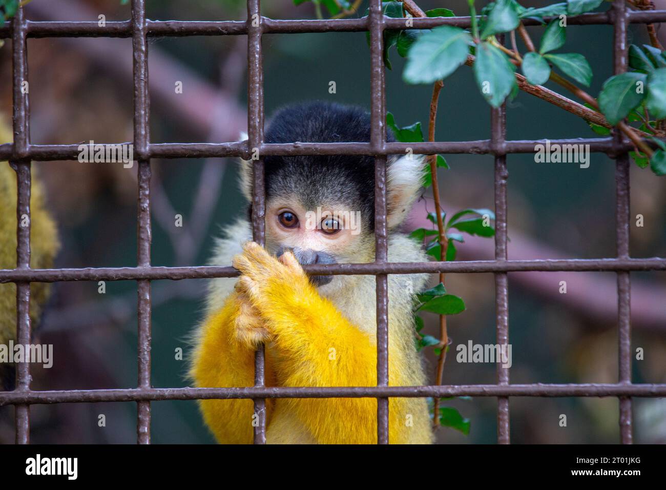 Der bolivianische Eichhörnchenaffe (Saimiri boliviensis) ist ein ...
