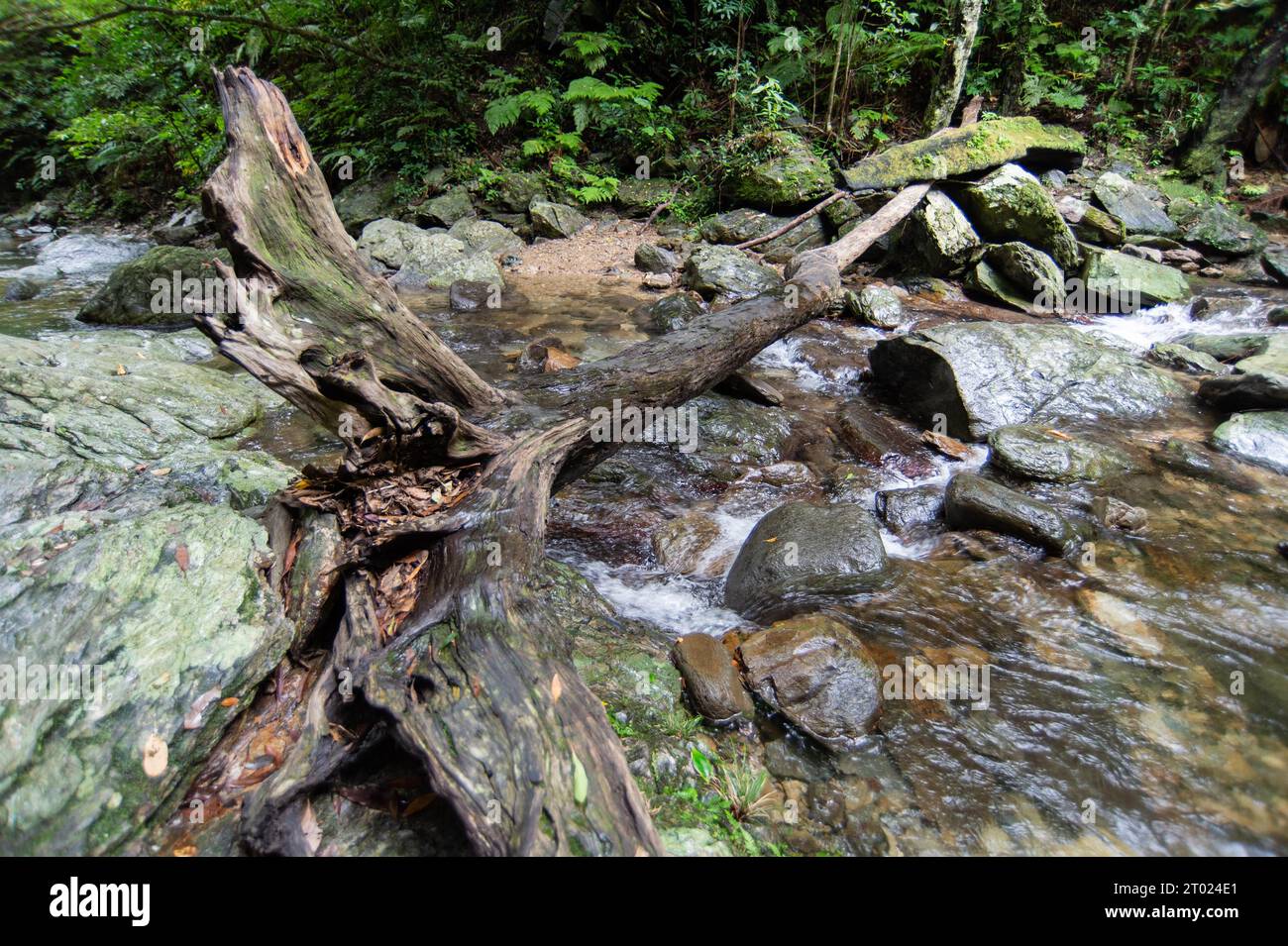 Der sanfte Fluss eines Waldbaches schlängelt sich um ein skulpturales ...