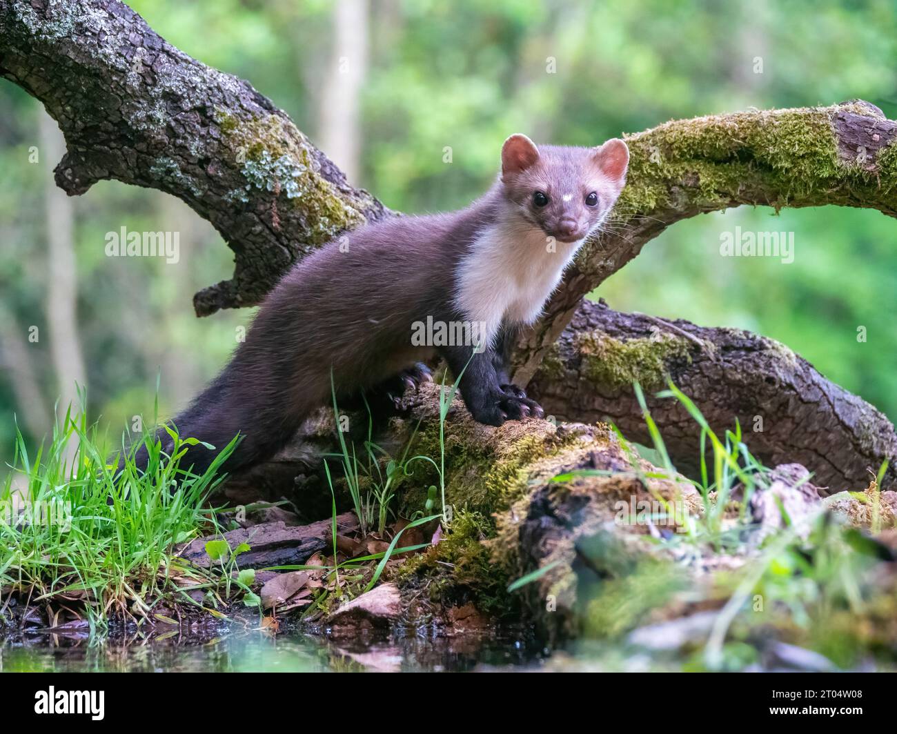 Buchenmarder, Steinmarder, Weißbrust Marder (Martes foina ...