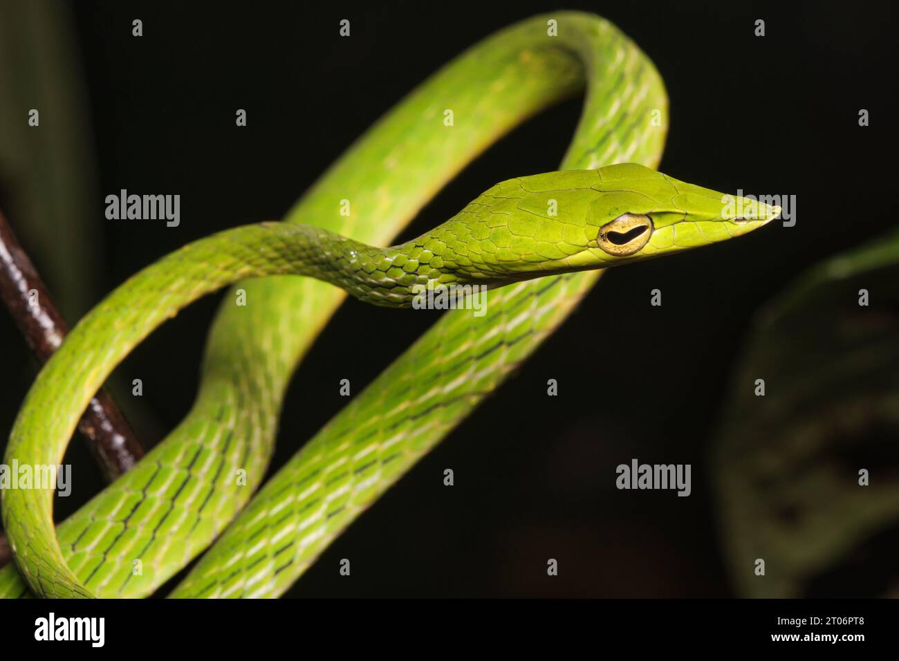 Ahaetulla nasuta -Fotos und -Bildmaterial in hoher Auflösung – Alamy