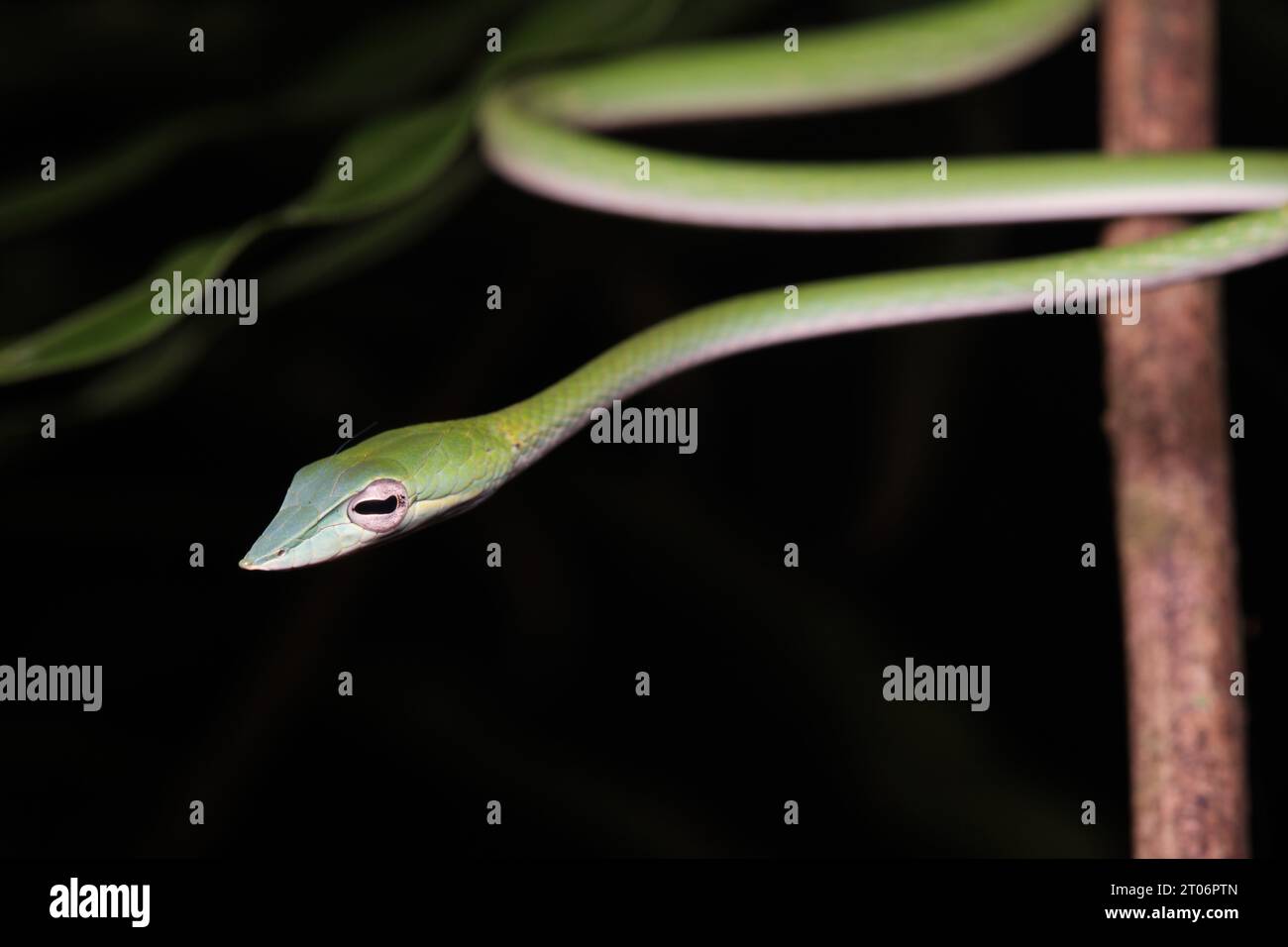 Ahaetulla nasuta -Fotos und -Bildmaterial in hoher Auflösung – Alamy