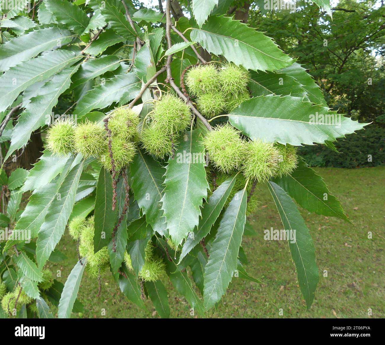 Tony gale the sweet -Fotos und -Bildmaterial in hoher Auflösung – Alamy