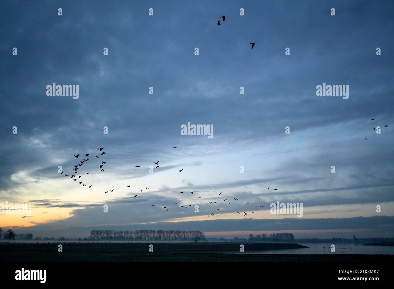 Großgans (Anser albifrons), Gruppe von Gänsen, die bei Sonnenaufgang ...