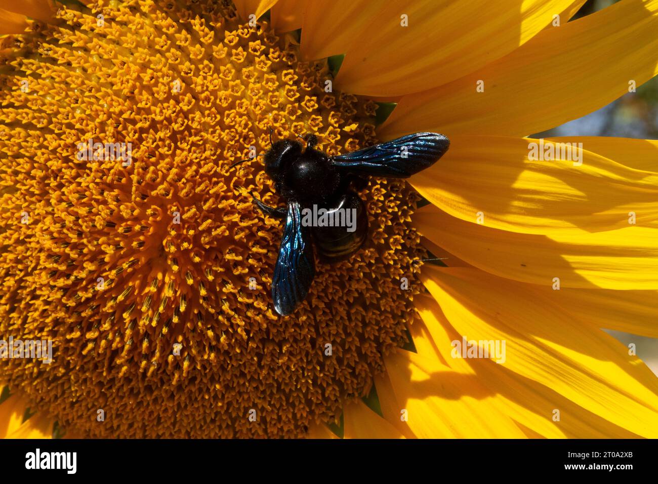 Planta del maiz -Fotos und -Bildmaterial in hoher Auflösung – Alamy
