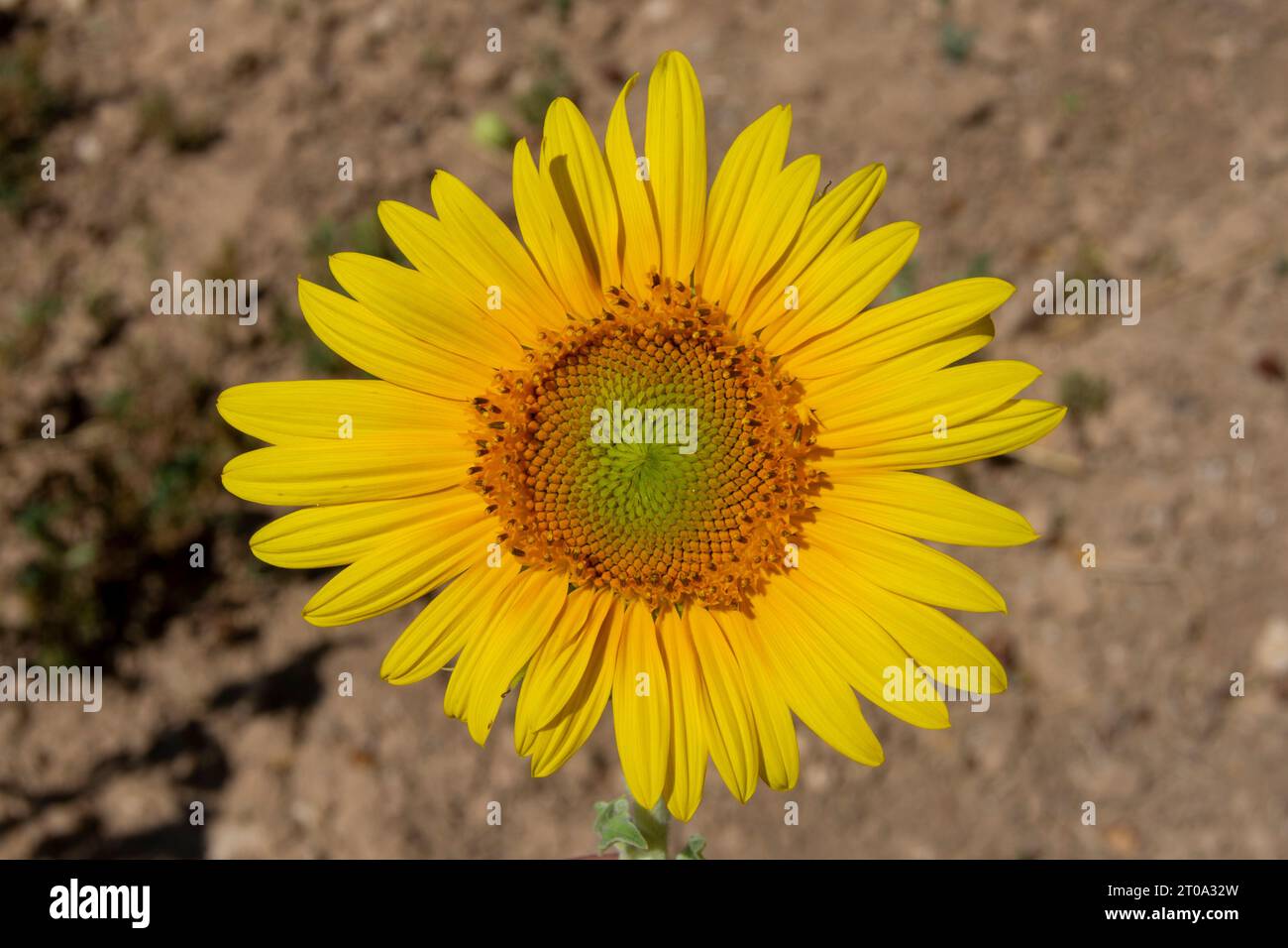 Planta del maiz -Fotos und -Bildmaterial in hoher Auflösung – Alamy
