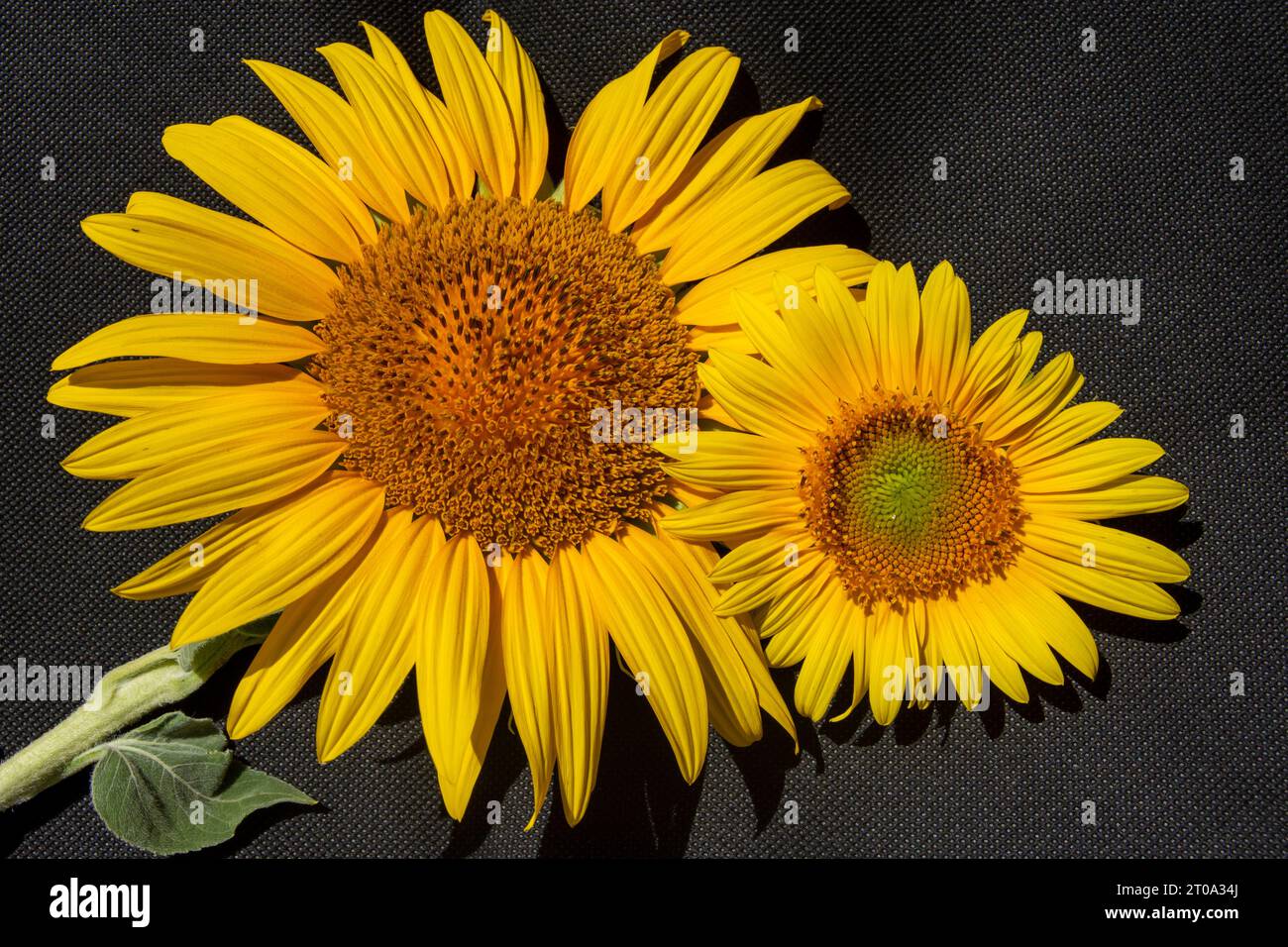 Flor de girasol -Fotos und -Bildmaterial in hoher Auflösung – Alamy