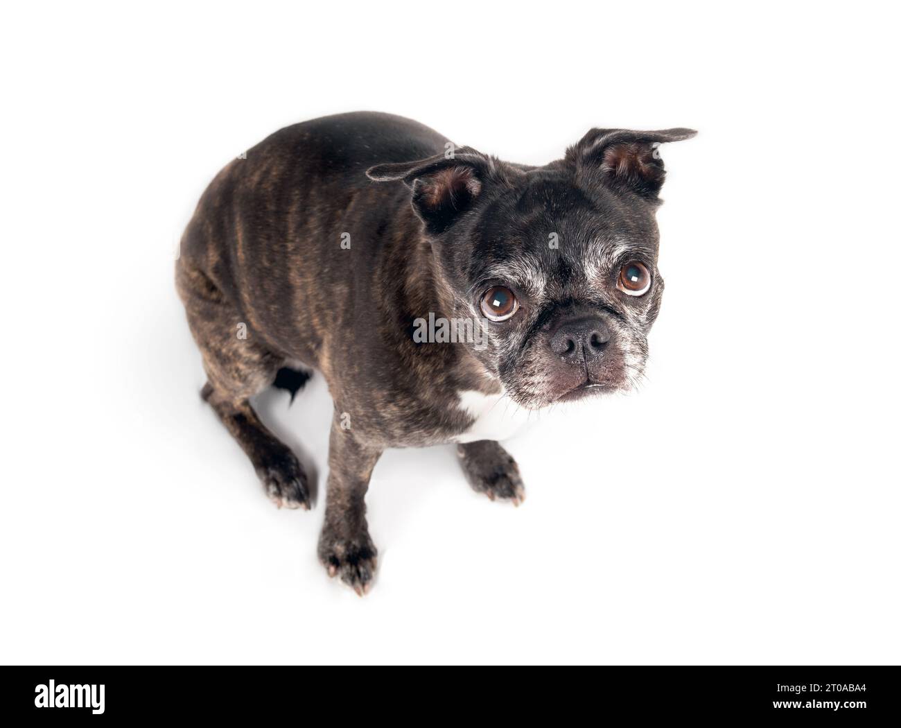 Isolierter trauriger Hund, der im Sitzen in die Kamera schaut ...