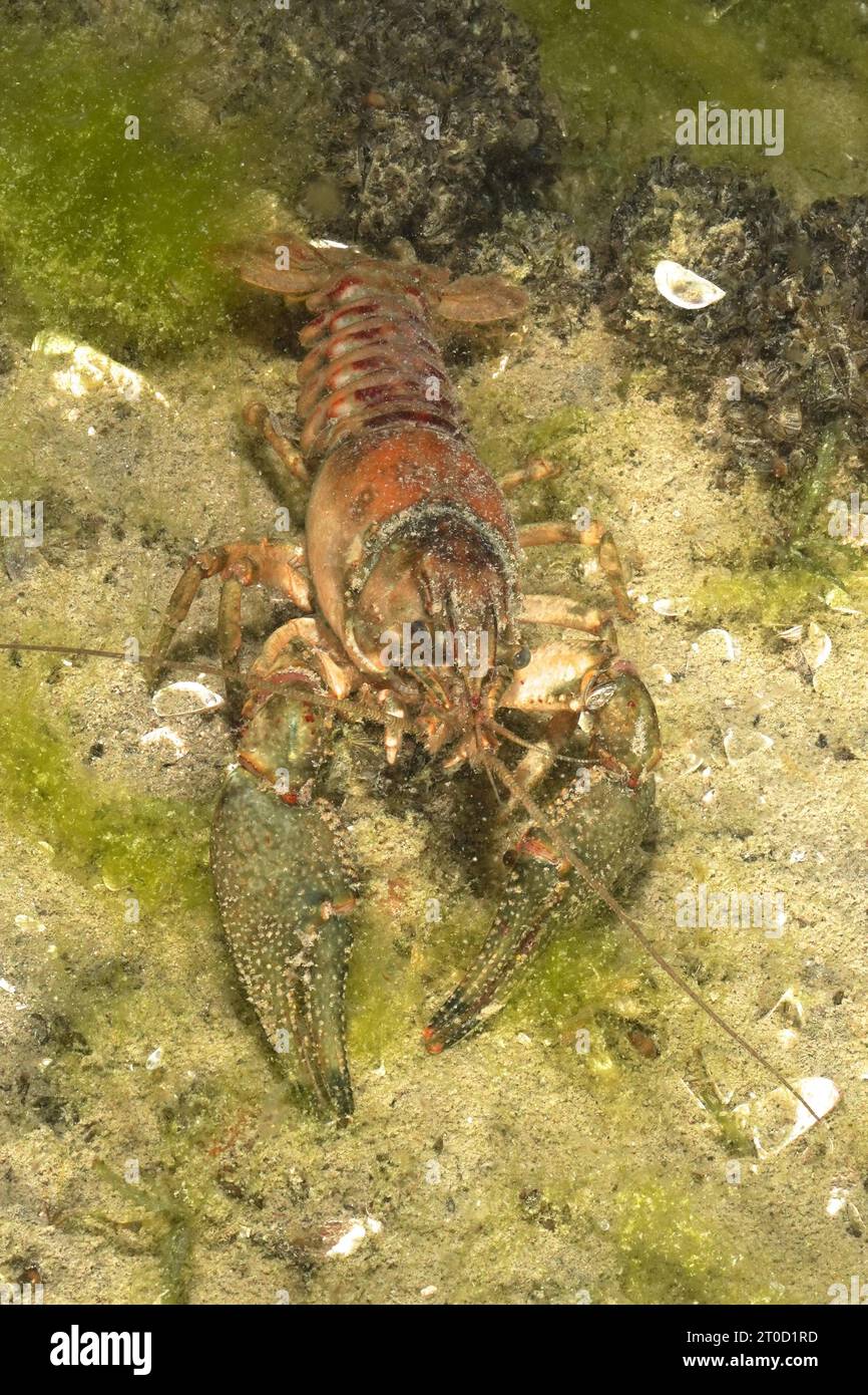 Flusskrebse (Faxonius limosus), amerikanische Krebse, invasive Arten ...