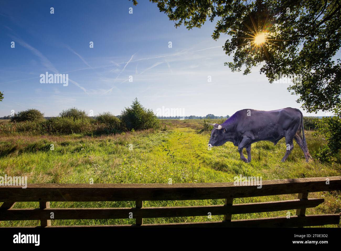 Weite Naturlandschaft mit Sayaguesa-Stier, der als großer grazer zum ...
