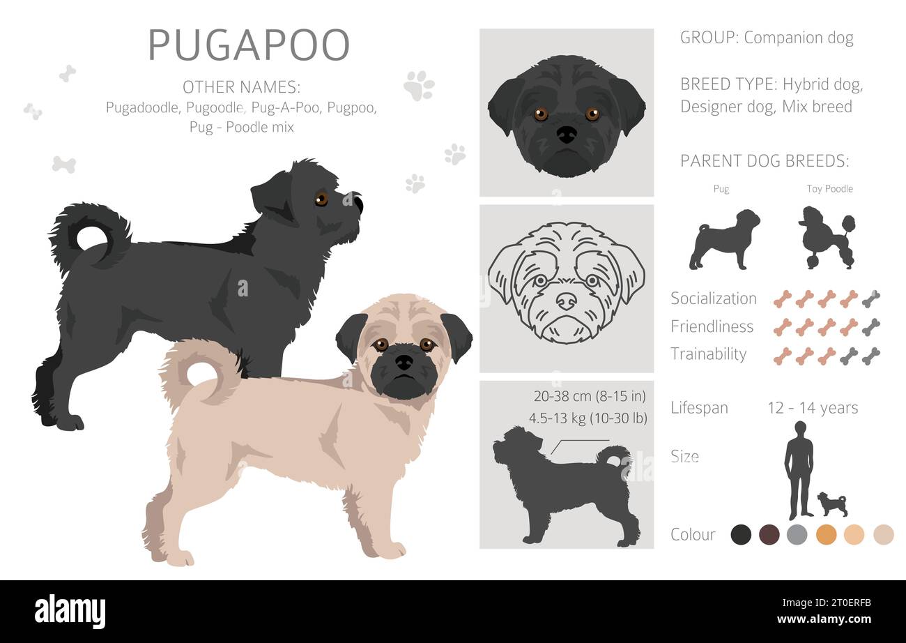 Mops pudel Stock-Vektorgrafiken kaufen - Alamy