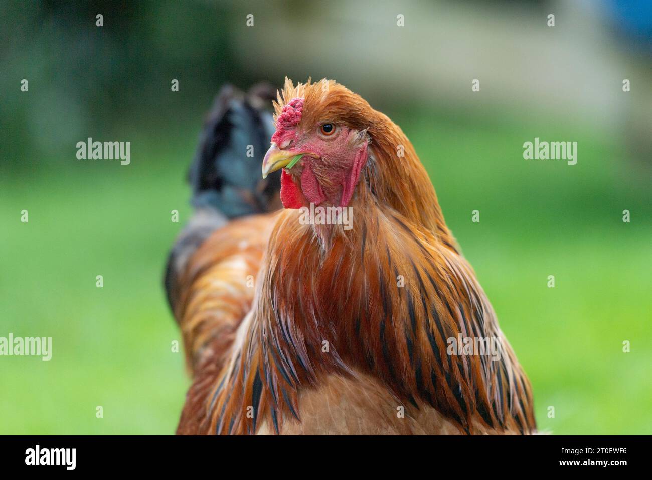 Buff brahma -Fotos und -Bildmaterial in hoher Auflösung – Alamy